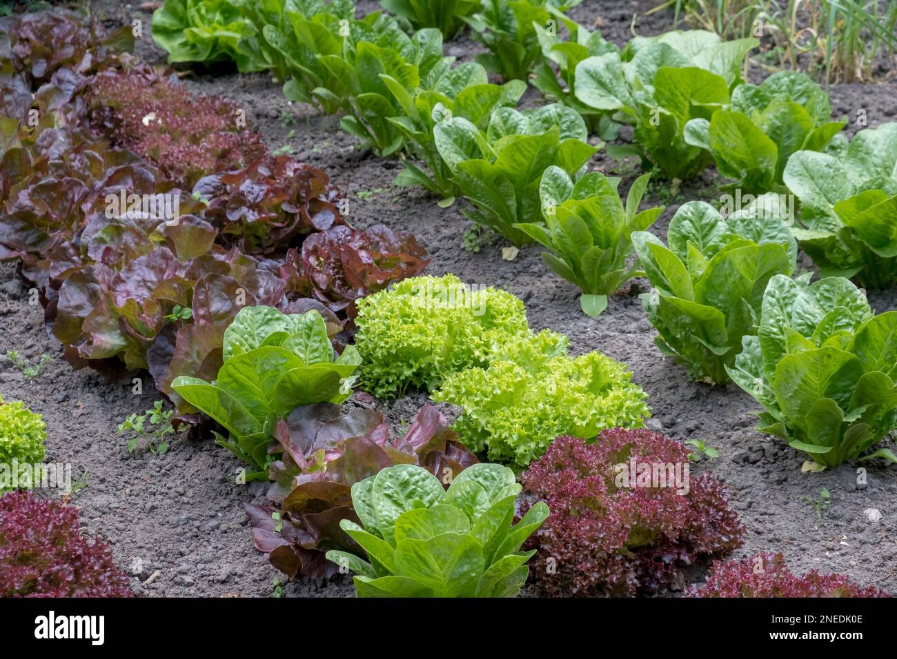 Different types of lettuce hi-res stock photography and images - Alamy