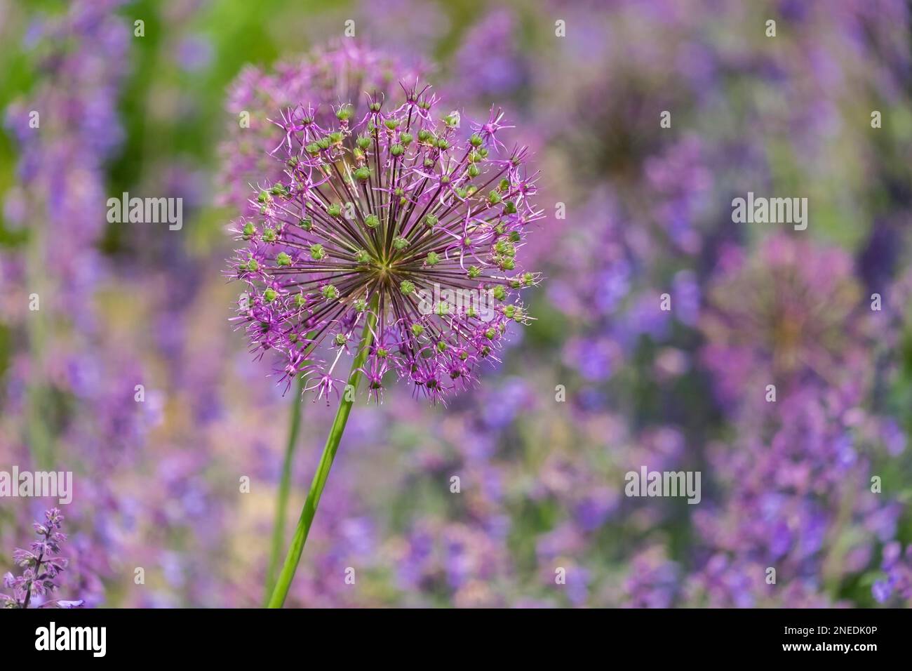 (Allium), inflorescence, Muensterland, North Rhine-Westphalia Stock ...