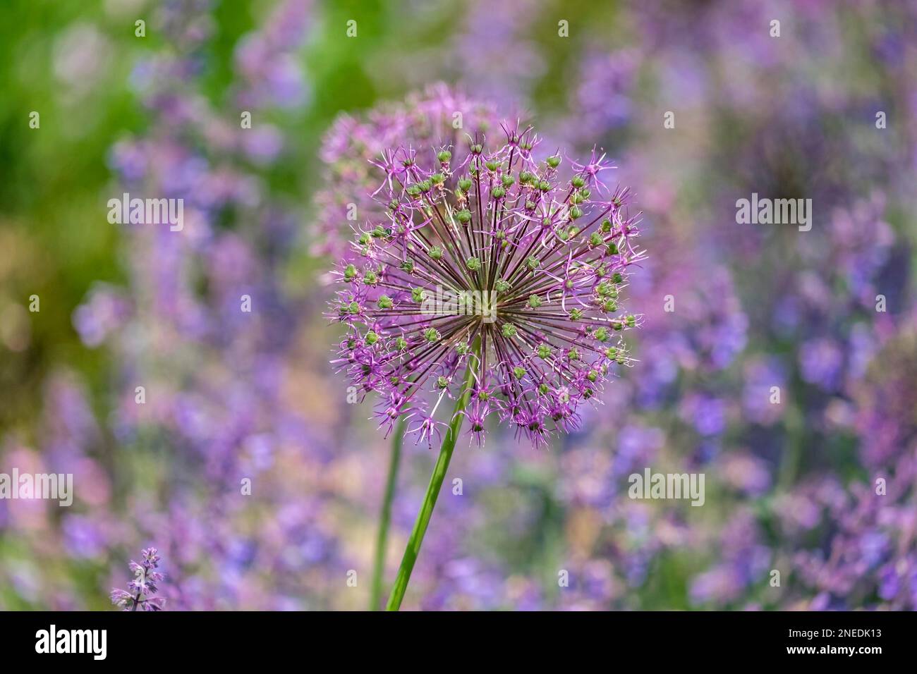 (Allium), inflorescence, Muensterland, North Rhine-Westphalia Stock ...