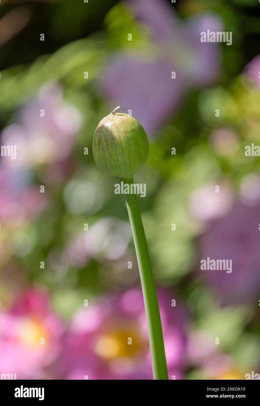 Ornamental leek (Allium), buds, North Rhine-Westphalia Stock Photo - Alamy