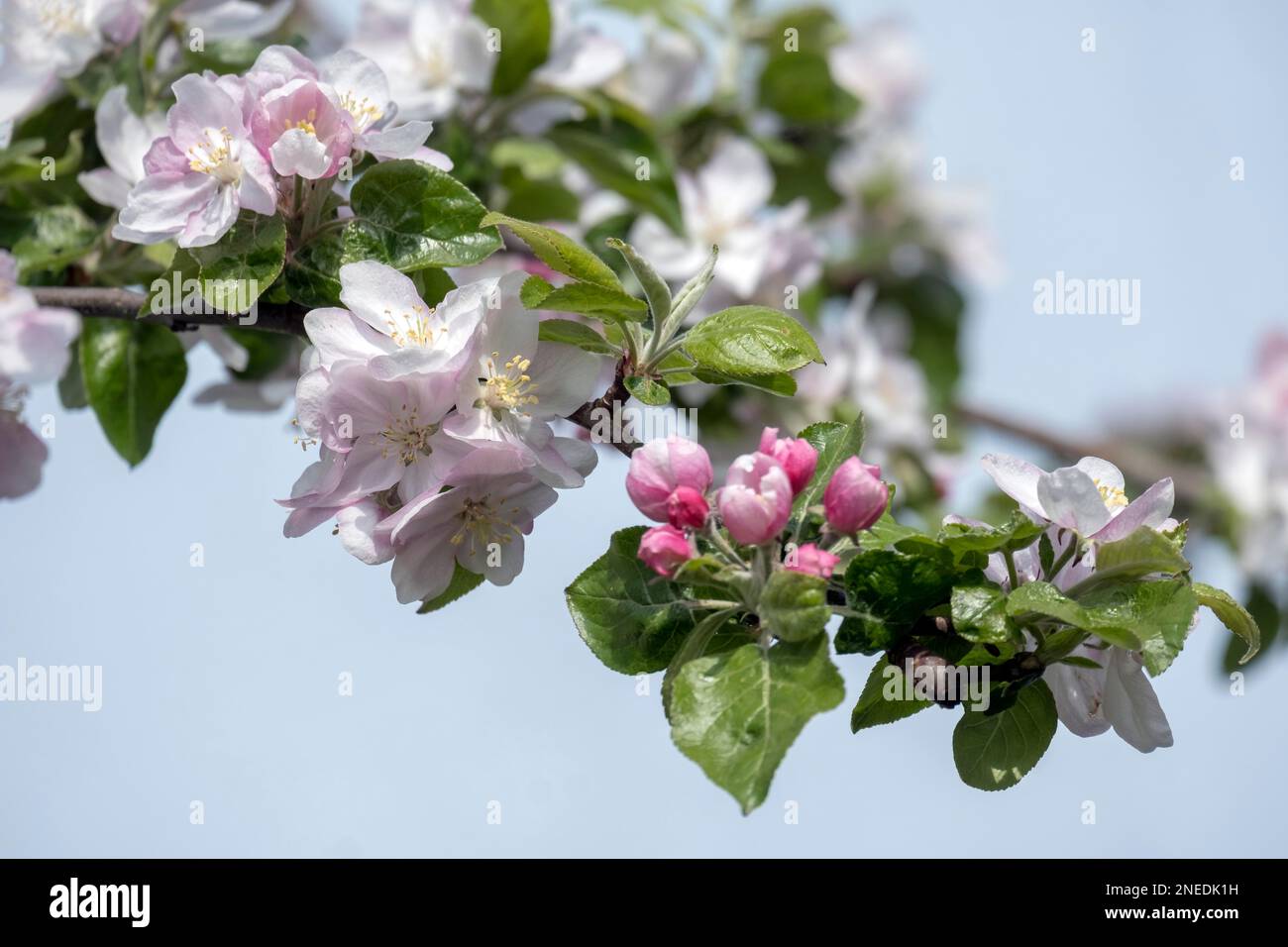 Apple tree blossom Stock Photo - Alamy