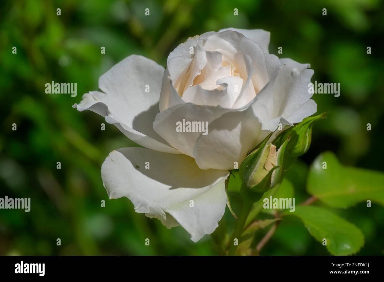German rose hi-res stock photography and images - Alamy