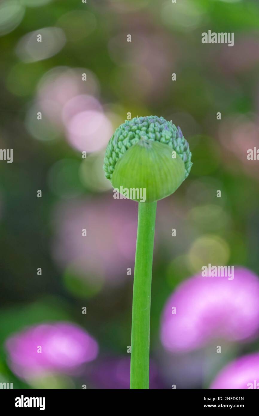 Leek growth hi-res stock photography and images - Alamy