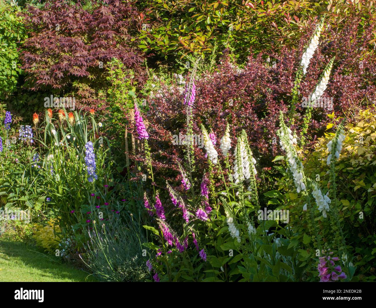 Foxglove in a border hi-res stock photography and images - Alamy