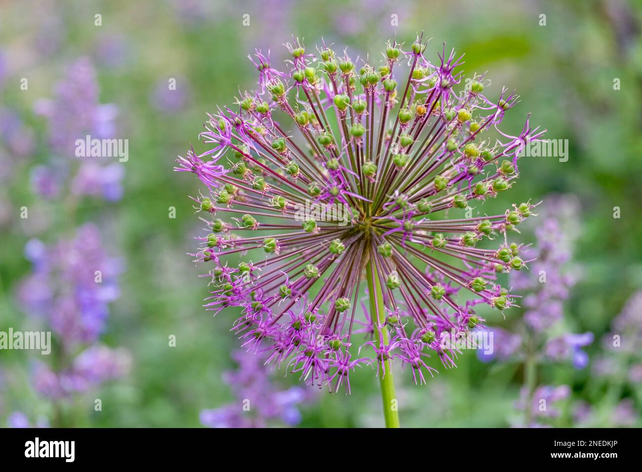 (Allium), inflorescence, Muensterland, North Rhine-Westphalia Stock ...