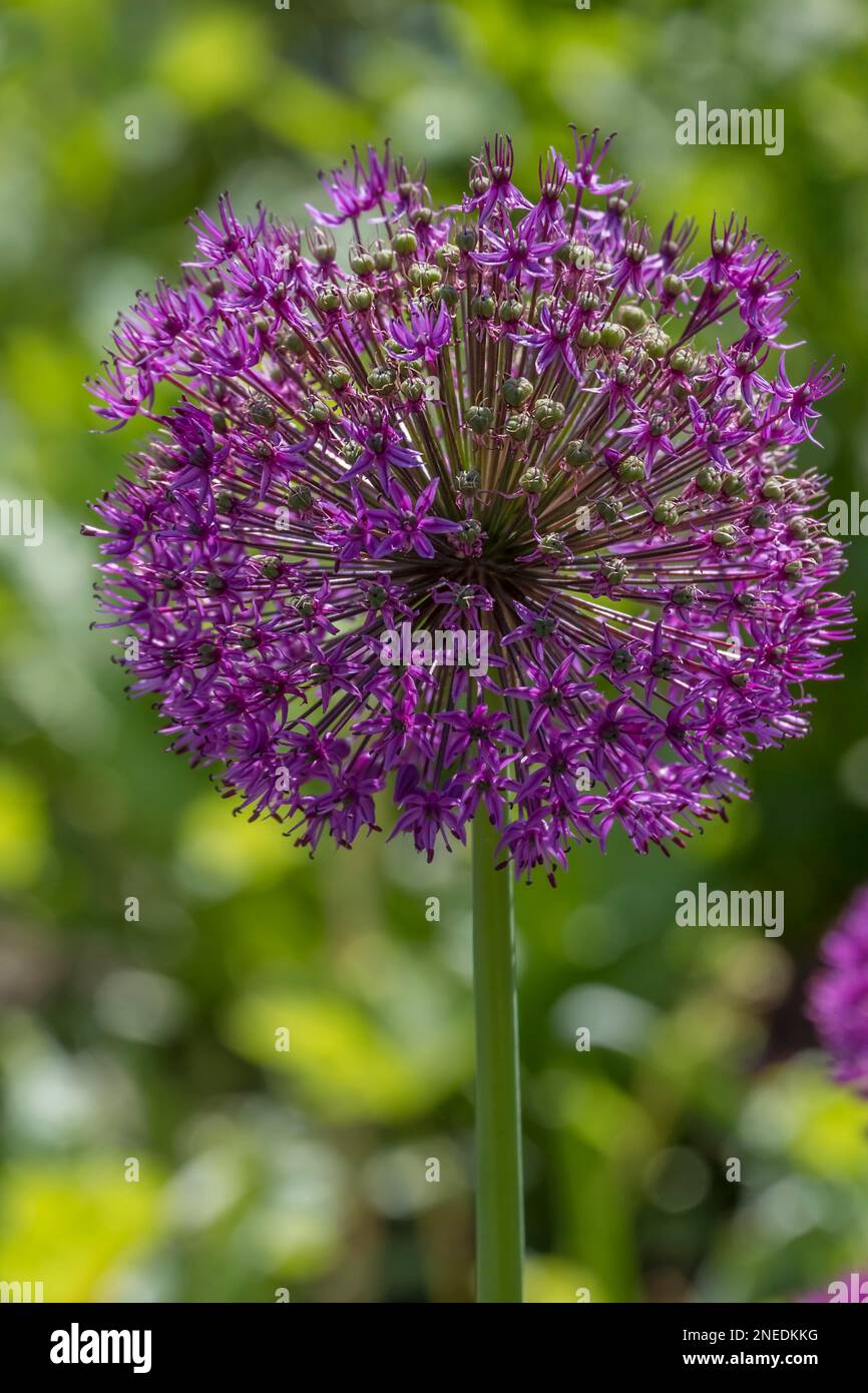(Allium), inflorescence, Muensterland, North Rhine-Westphalia Stock ...