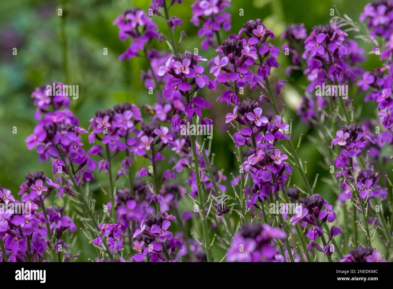 Gold lacquer decoration hi-res stock photography and images - Alamy