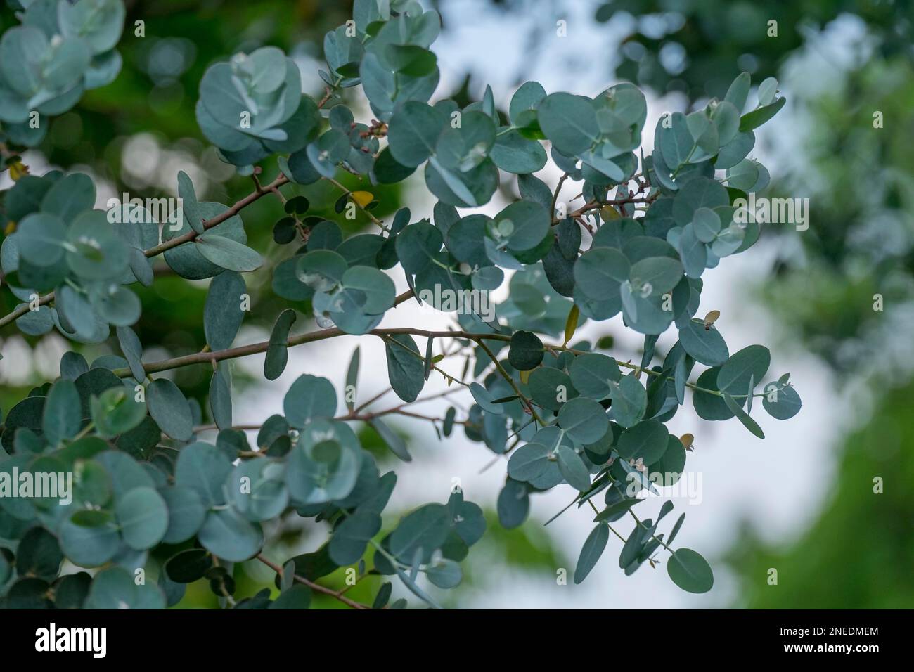 Eucalyptus twig hi-res stock photography and images - Alamy