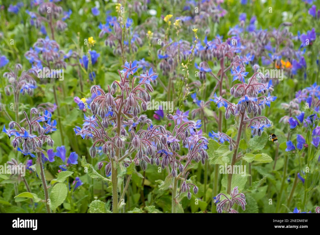 Borage seedling hi-res stock photography and images - Alamy