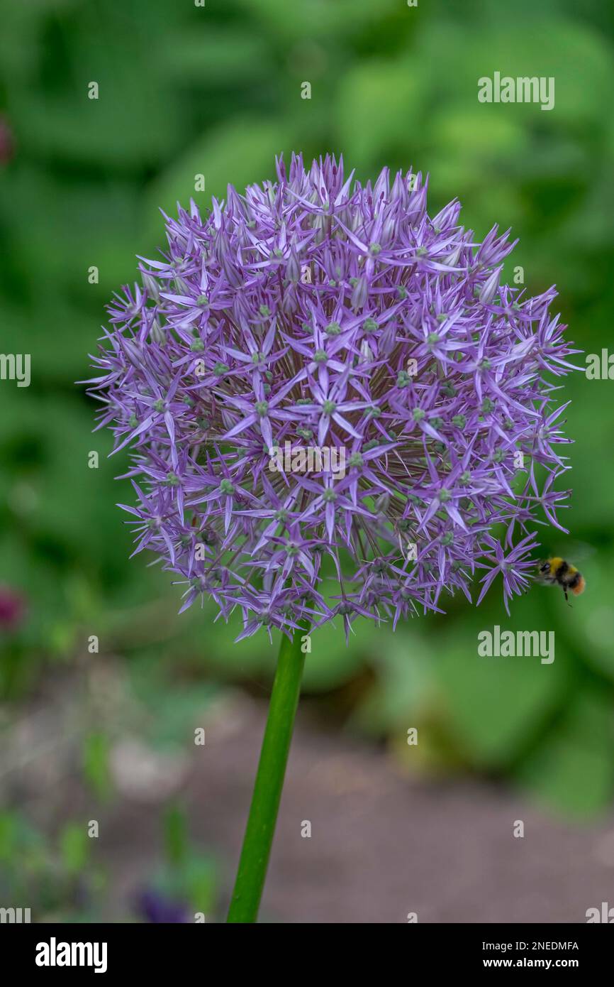 (Allium), inflorescence, Muensterland, North Rhine-Westphalia Stock ...