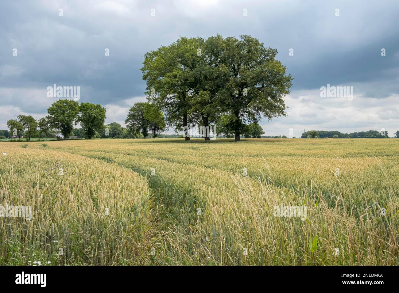 Old trees in a grain field, Muensterland Stock Photo - Alamy