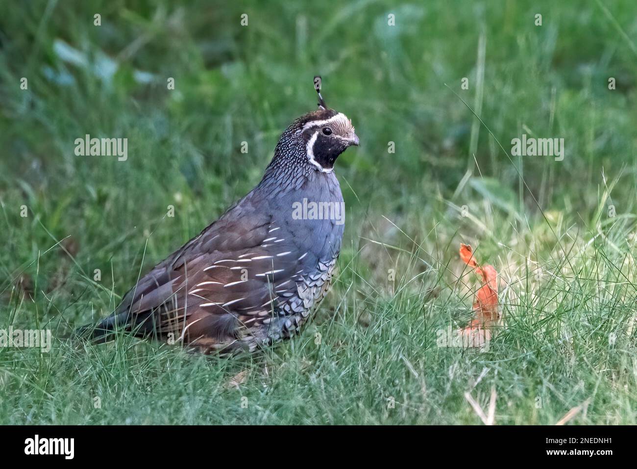 Canada united states crest hi-res stock photography and images - Alamy