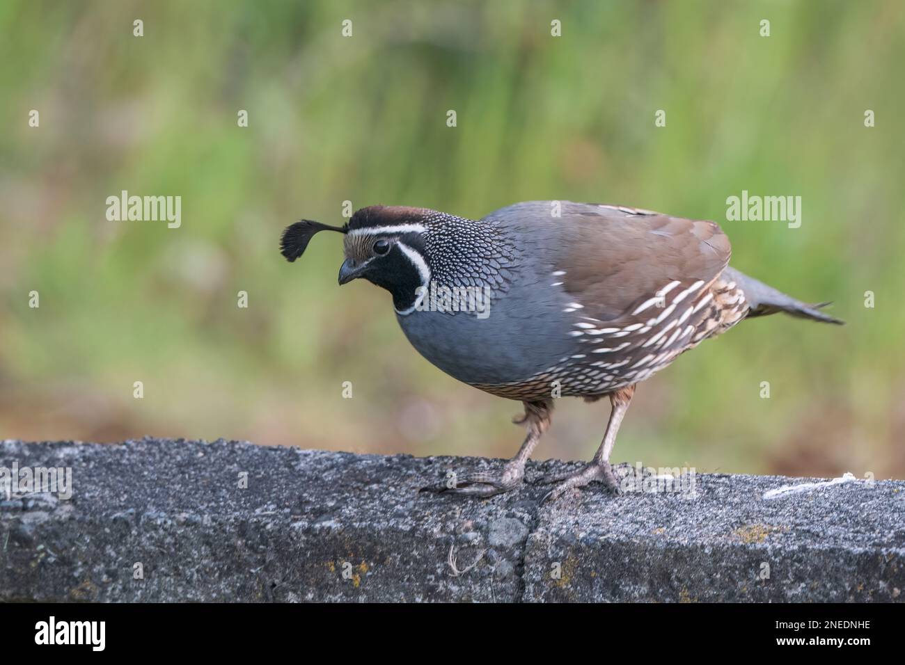 Canada united states crest hi-res stock photography and images - Alamy