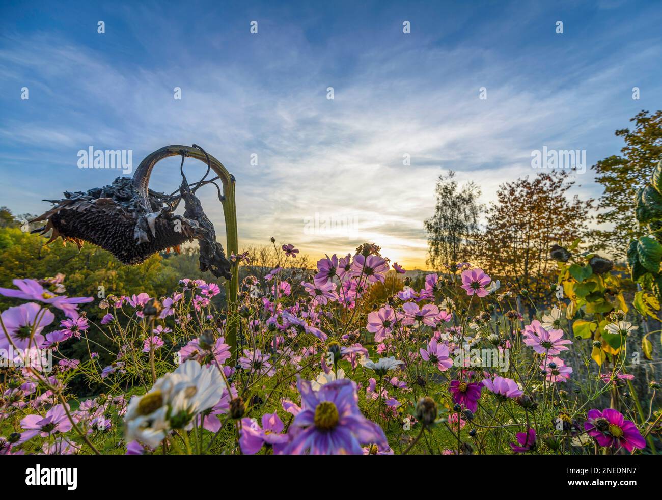 UK, England, Devon. A cottage garden. 31st October. A seedhead of a ...