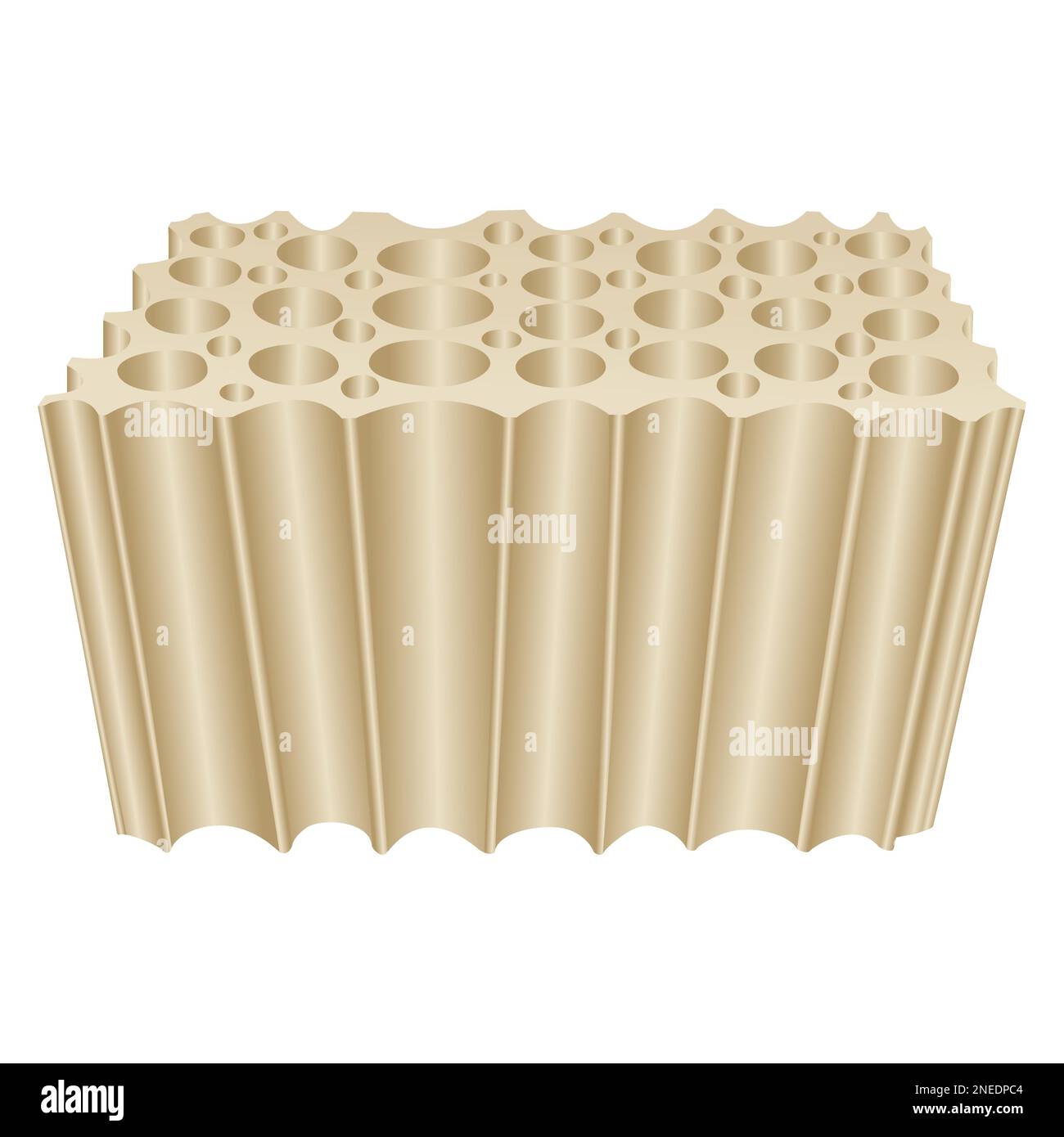 Cellular wooden structure, cut of tree macro texture, vector ...