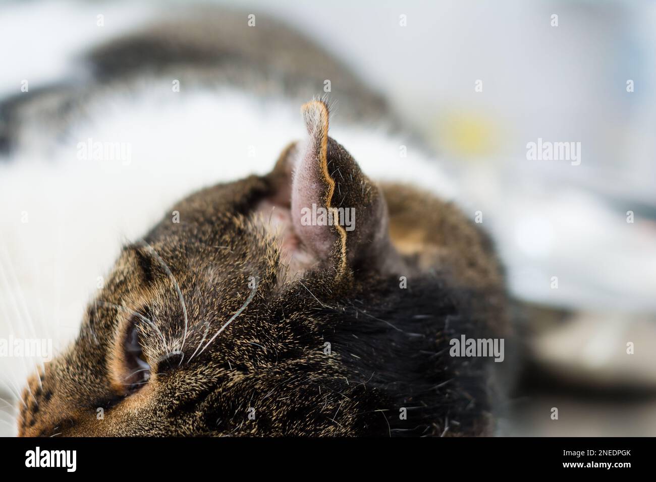 Othematoma hi-res stock photography and images - Alamy