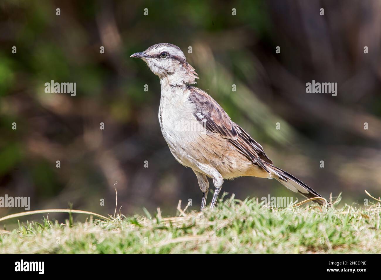 chalk-browed mockingbird, Mimus saturninus, single adult stanging on ...