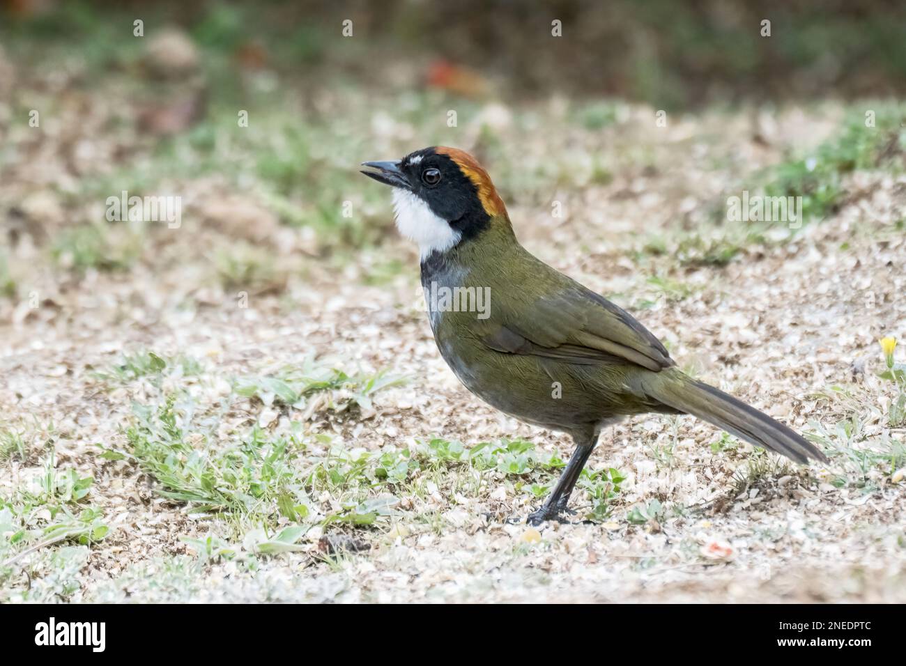 chestnut-capped brush finch, Arremon brunneinucha, single adult ...