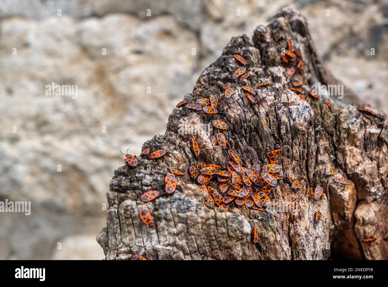 Fire bug accumulation Stock Photo - Alamy