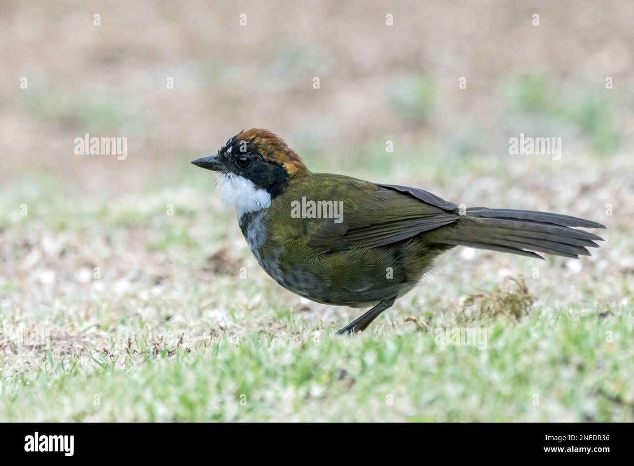 chestnut-capped brush finch, Arremon brunneinucha, single adult ...