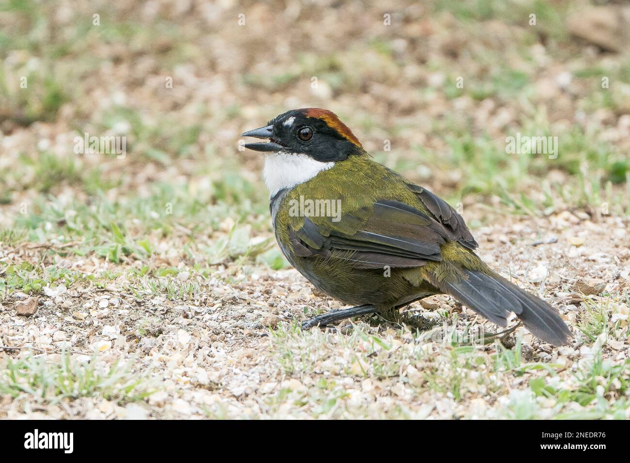 chestnut-capped brush finch, Arremon brunneinucha, single adult ...
