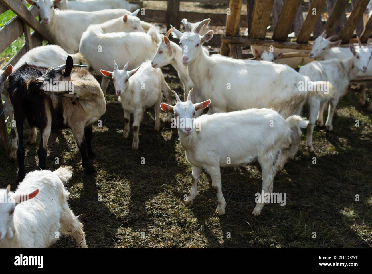 domestic goat alpine and Saanen mixed breed Stock Photo - Alamy