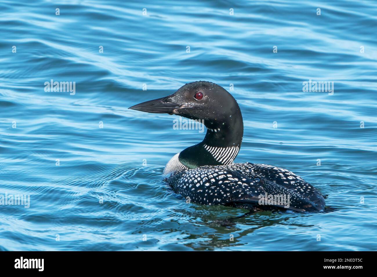 Senior in float swimming pool hi-res stock photography and images - Alamy