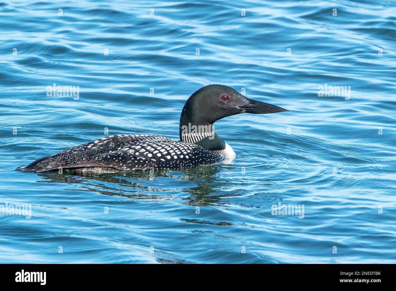 common loon or great northern diver, Gavia immer, single adult in ...