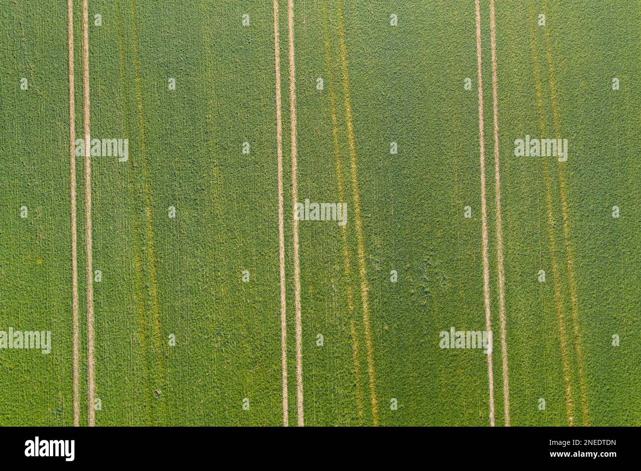 Grain field with track in spring hi-res stock photography and images ...