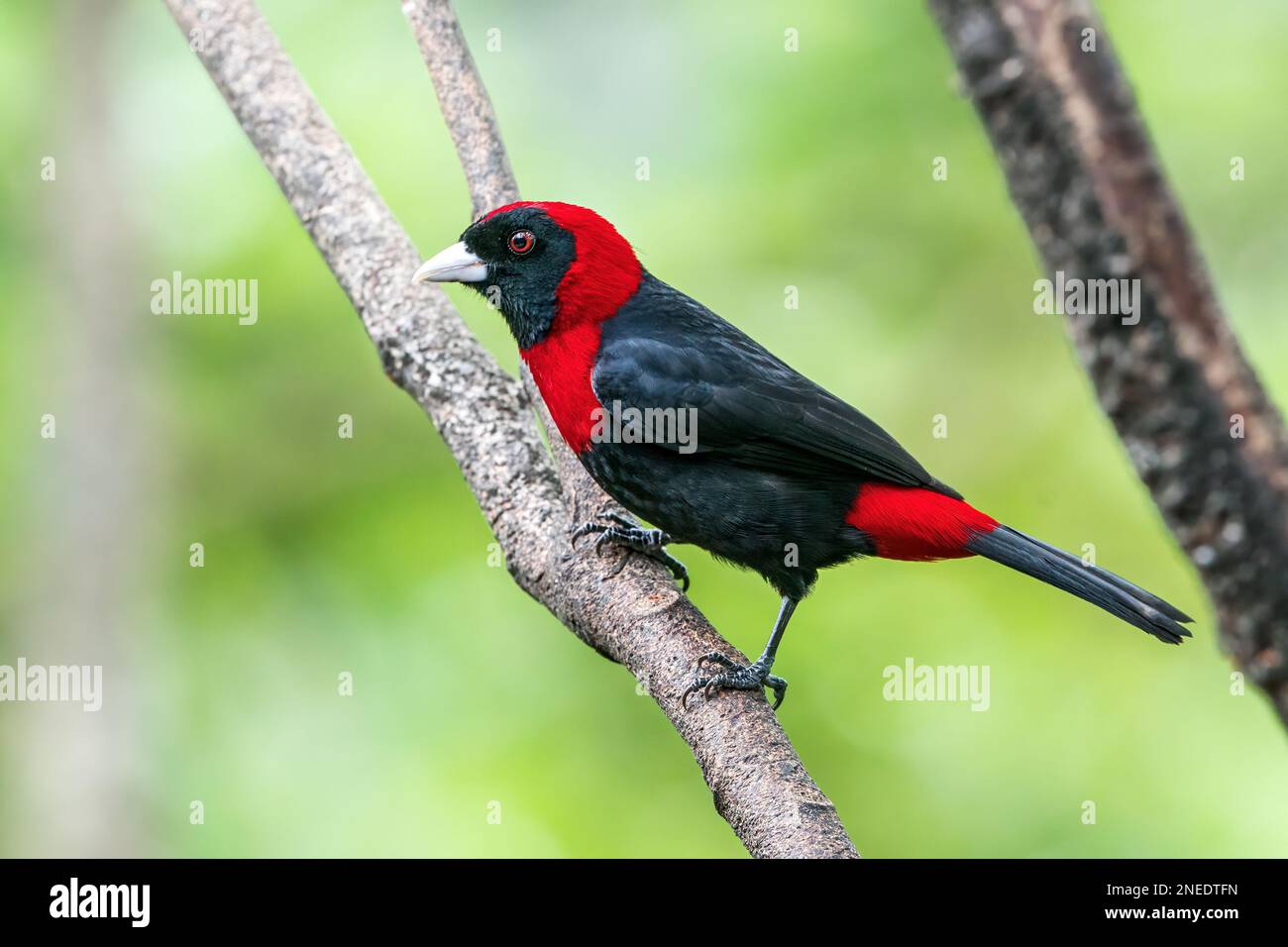 crimson-collared tanager, Ramphocelus sanguinolentus, single adult ...