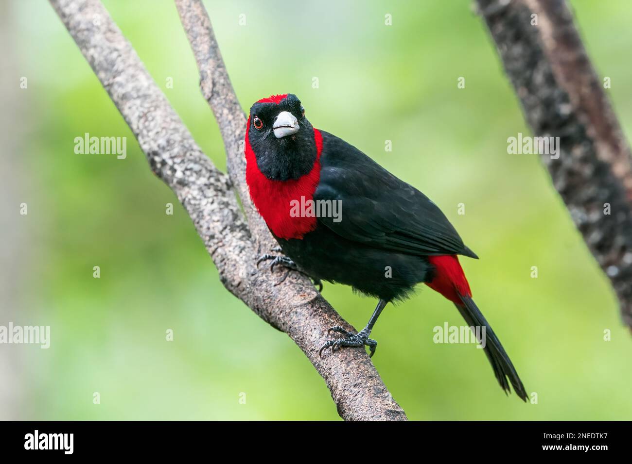 crimson-collared tanager, Ramphocelus sanguinolentus, single adult ...