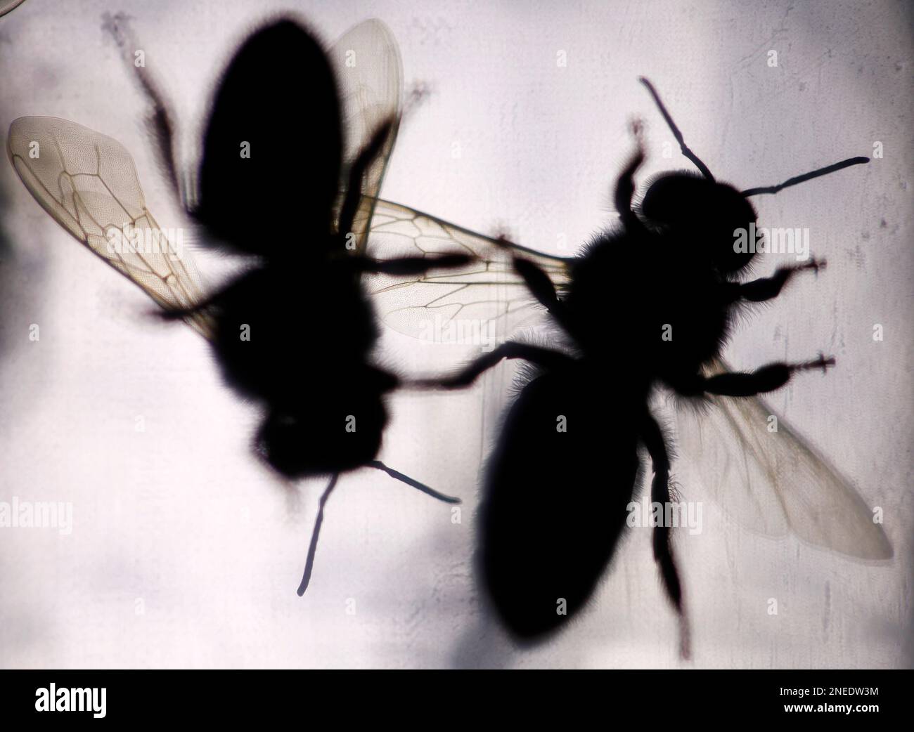In this Thursday, Jan. 14, 2010, photo, live honey bees are silhouetted ...