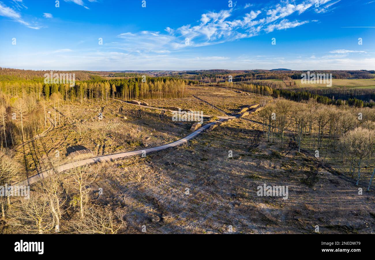 Forest dieback due to drought and bark beetles Stock Photo - Alamy