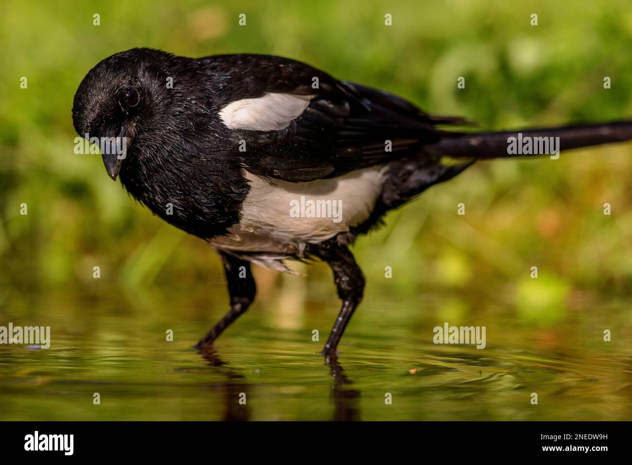 Magpie in spring hi-res stock photography and images - Alamy