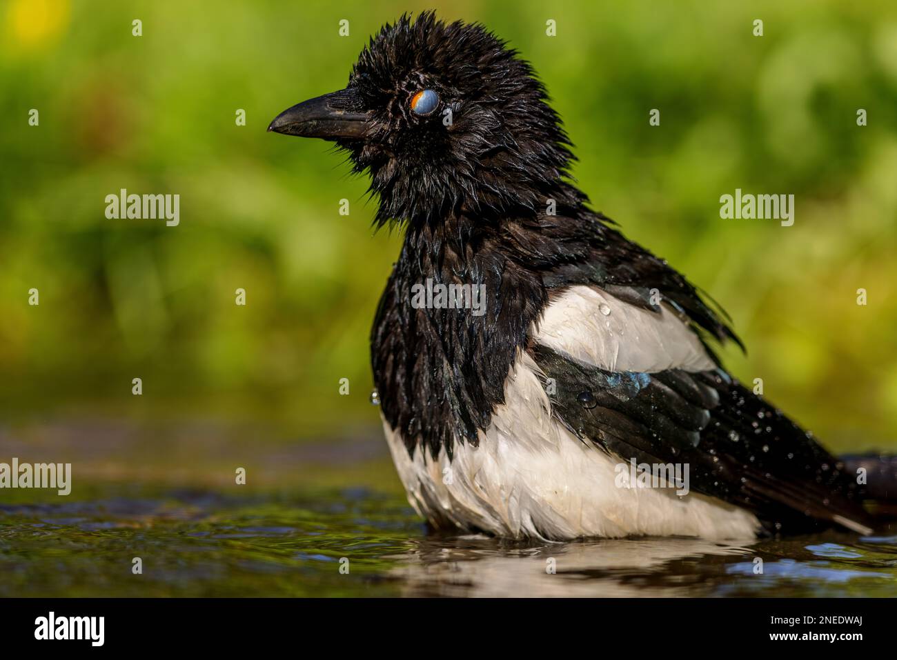 Eurasian magpie (Pica pica) taking a bath in a pond in spring, with the ...