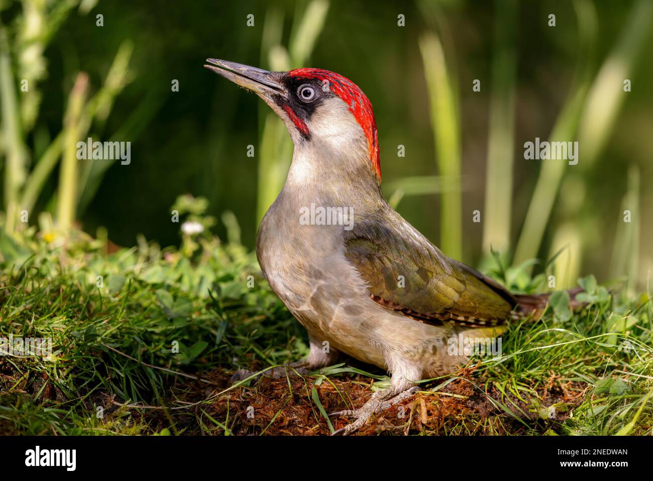 European green woodpecker (Picus viridis) sitting at a pond in spring ...