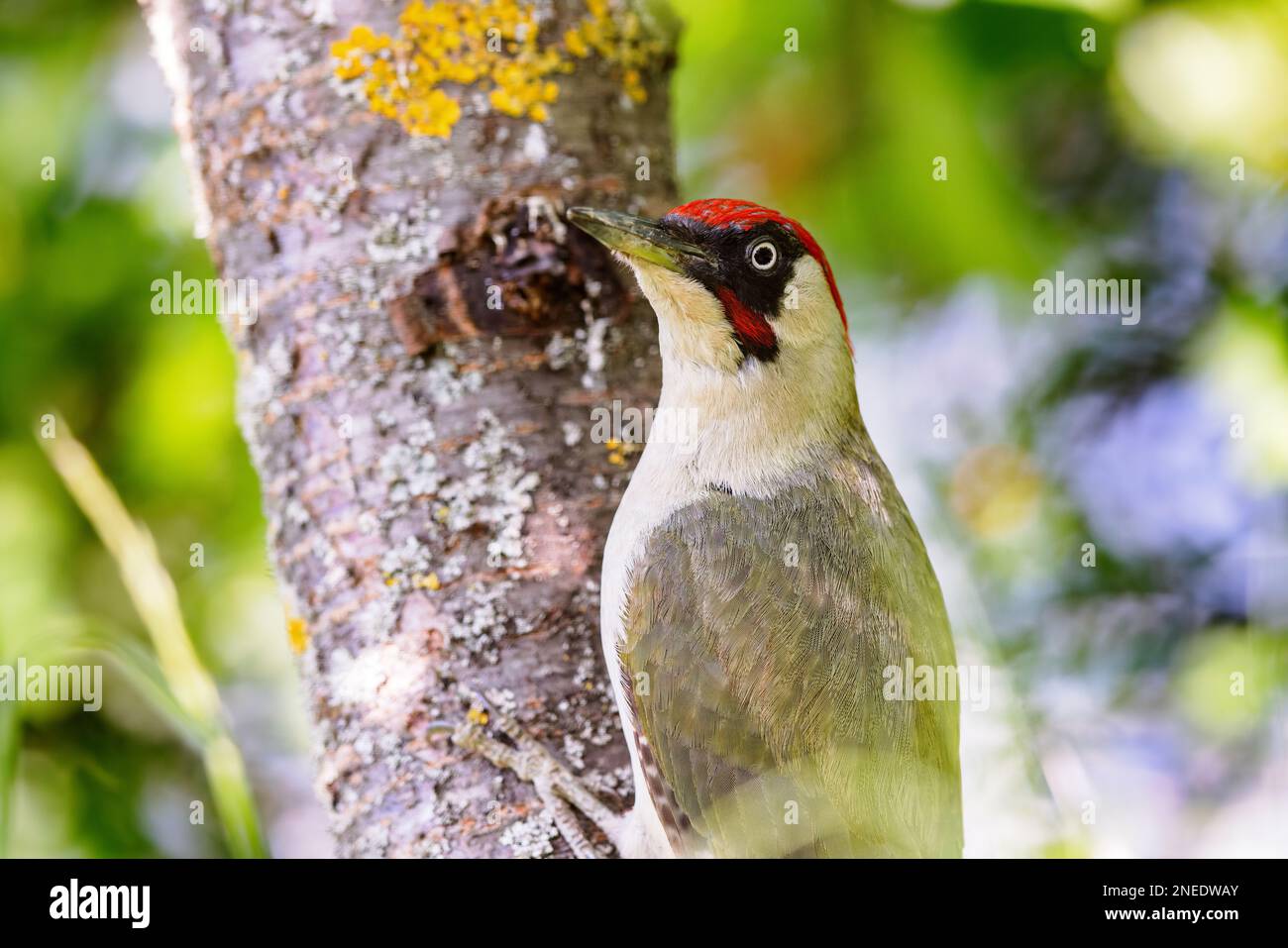 European green woodpecker (Picus viridis) sitting on a tree in spring ...