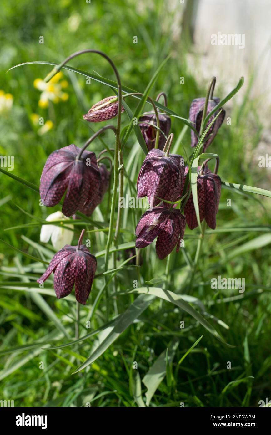 UK, England, Devon. A cottage garden. 9th April. Snake's head ...