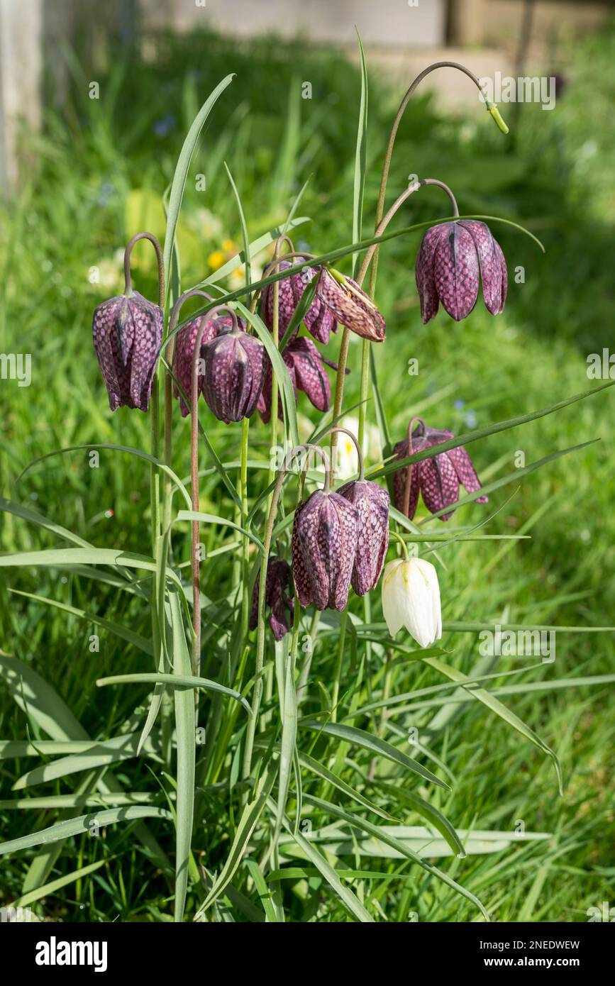 The shape of snakes hi-res stock photography and images - Alamy