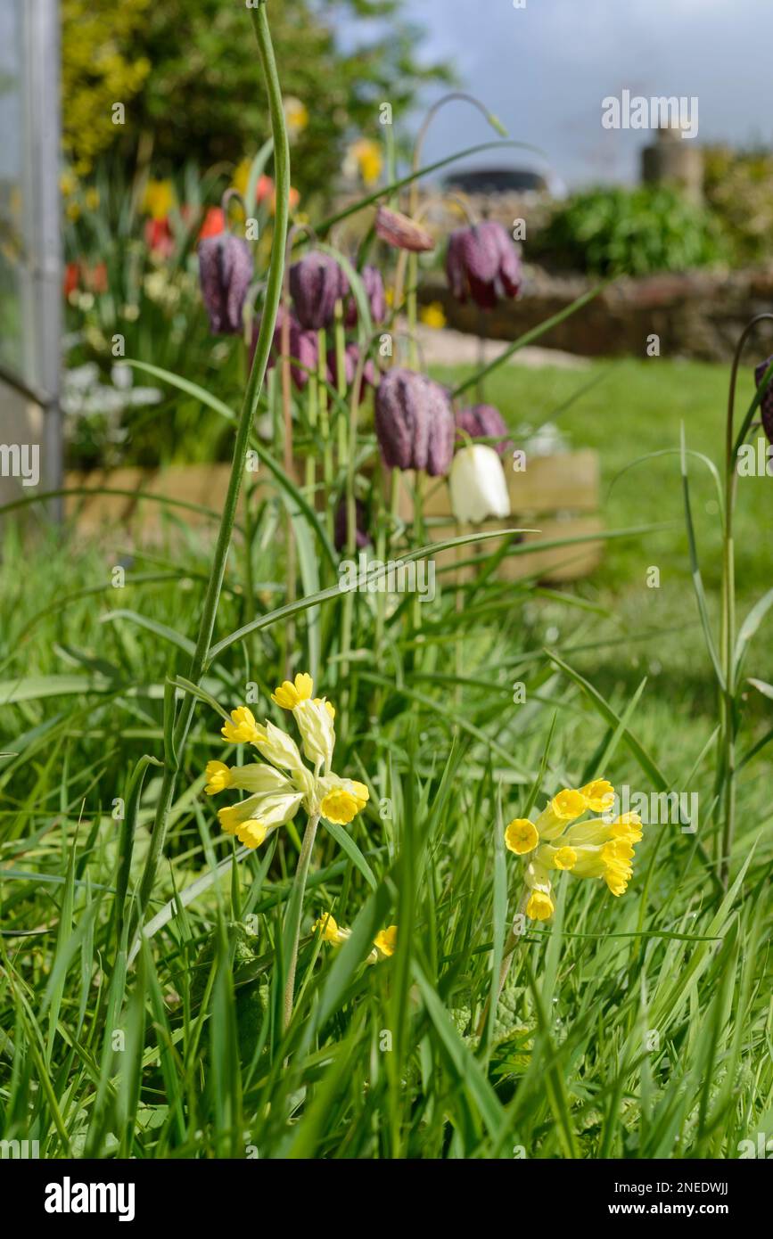 UK, England, Devon. A cottage garden. 9th April. Cowslips and snake's ...