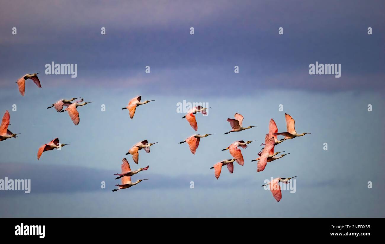Flock of Roseate Spoonbills flying in a partly cloudy blue sky over ...