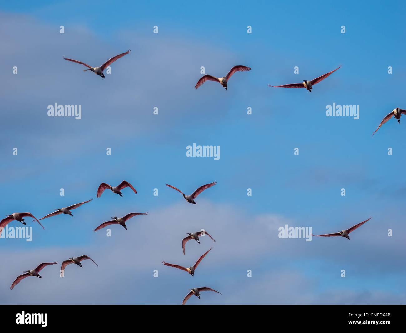 Flock of Roseate Spoonbills flying in a partly cloudy blue sky over ...