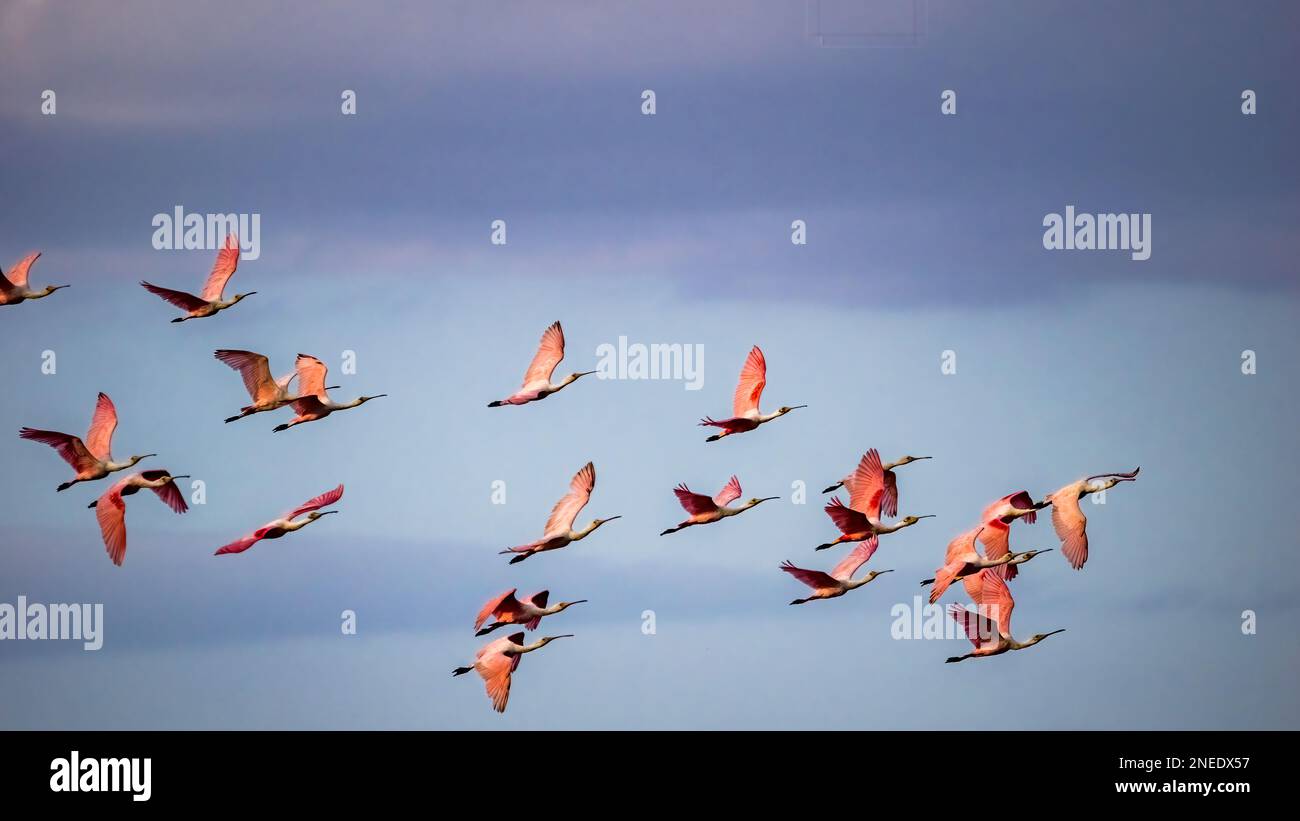 Flock of Roseate Spoonbills flying in a partly cloudy blue sky over ...