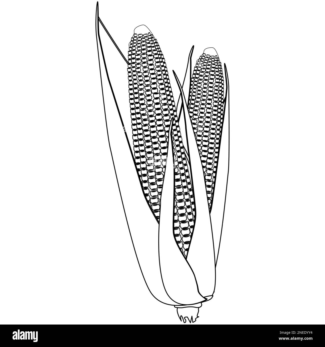 Two corn cobs outline with grains and leaves isolated on white ...