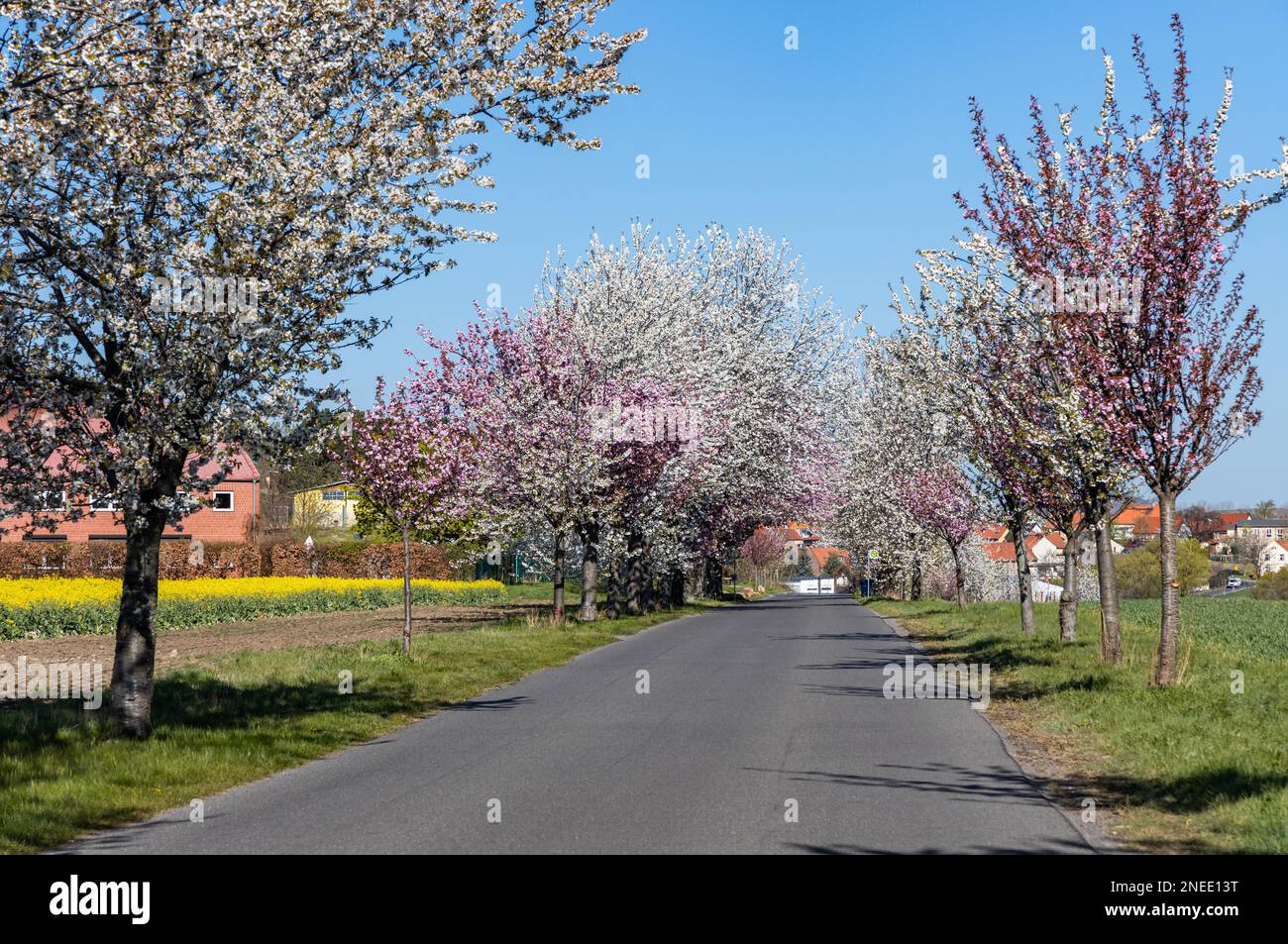 Cherry blossom street lined with flowering trees in spring Stock Photo ...