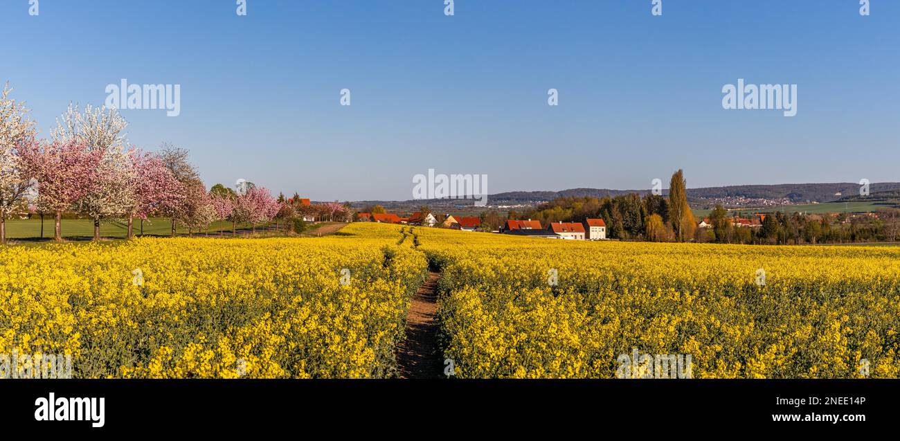 Cherry blossom street lined with flowering trees in spring Stock Photo ...