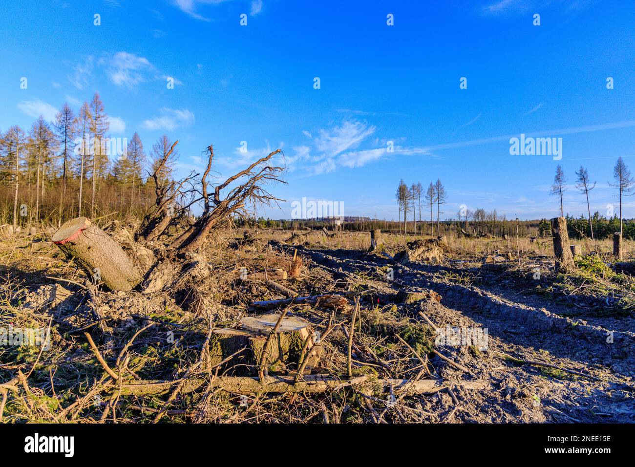 Cutting forest hi-res stock photography and images - Alamy