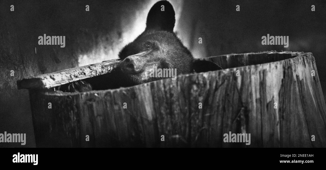 The Original Swamp Gardens of Morgan City, Louisiana in October 1981 ...