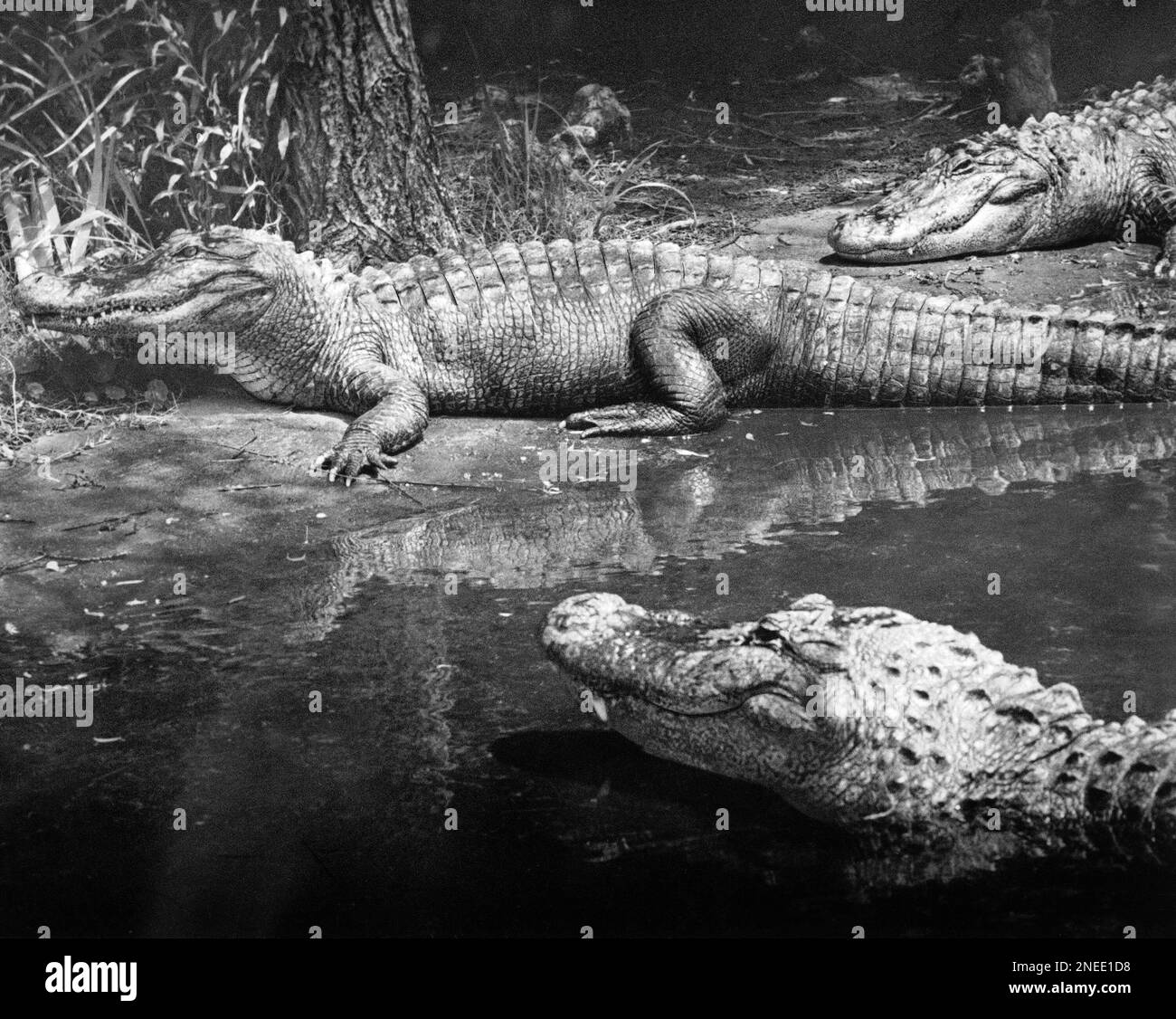 The Original Swamp Gardens of Morgan City, Louisiana in October 1981 ...