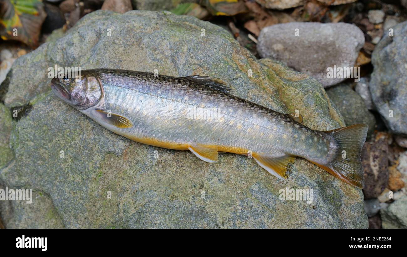 A Japanese arctic char on a rock in Gunma, Japan Stock Photo - Alamy